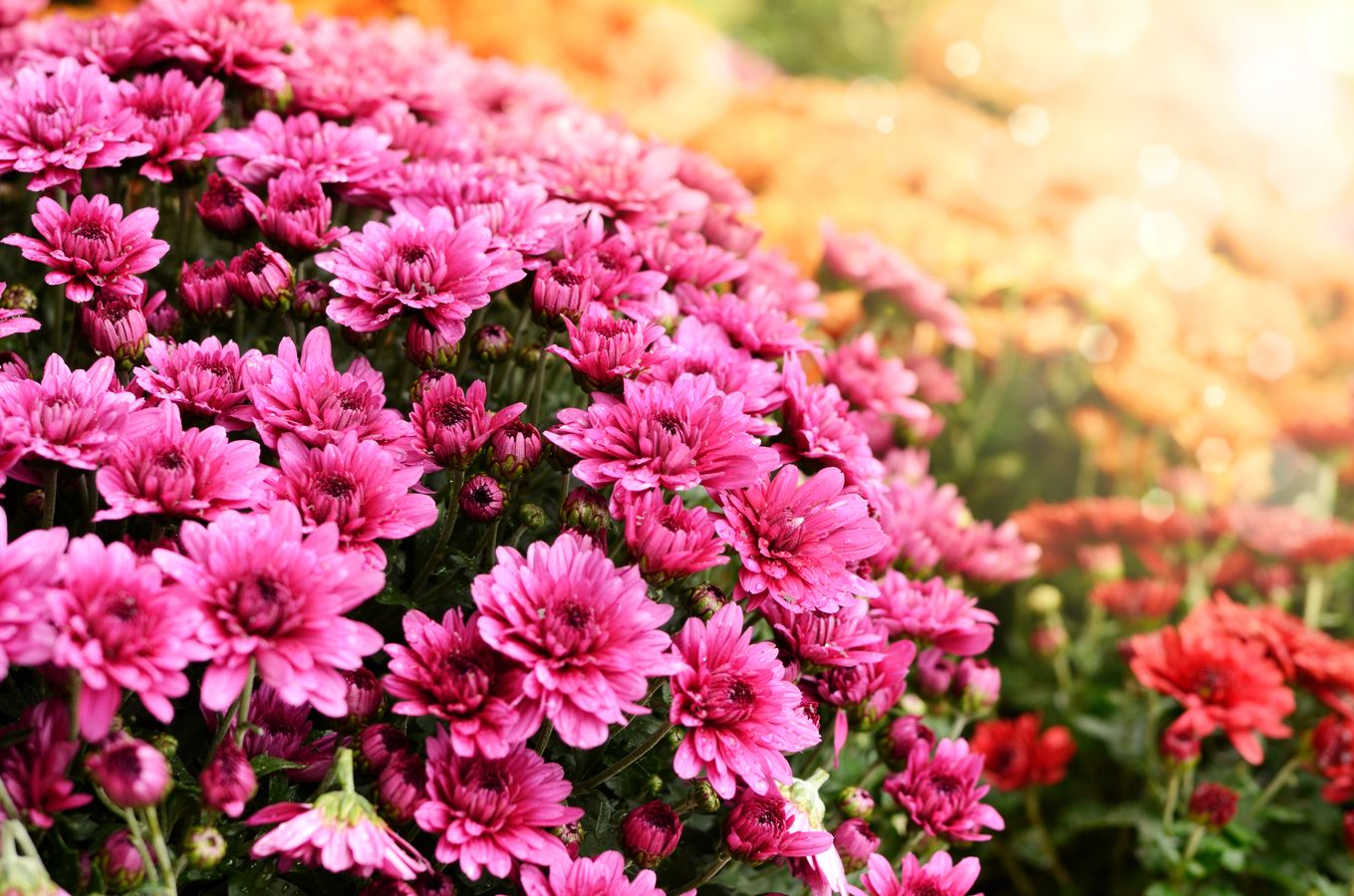 L'Insecticide naturel Pyrèthre Végétal est extrait de la fleur de ...
